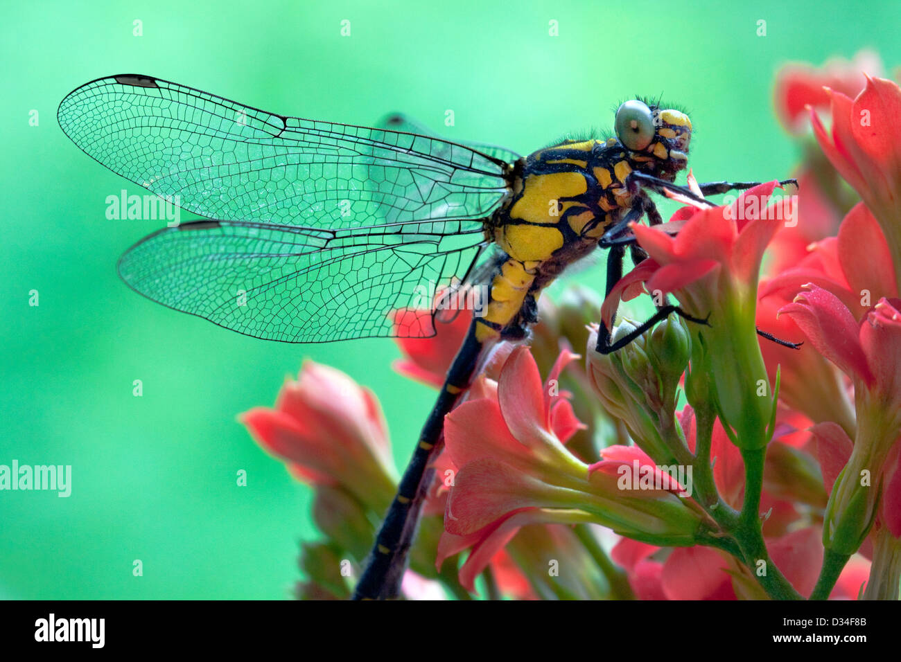 Voler devant une fleur Banque de photographies et d’images à haute résolution - Alamy