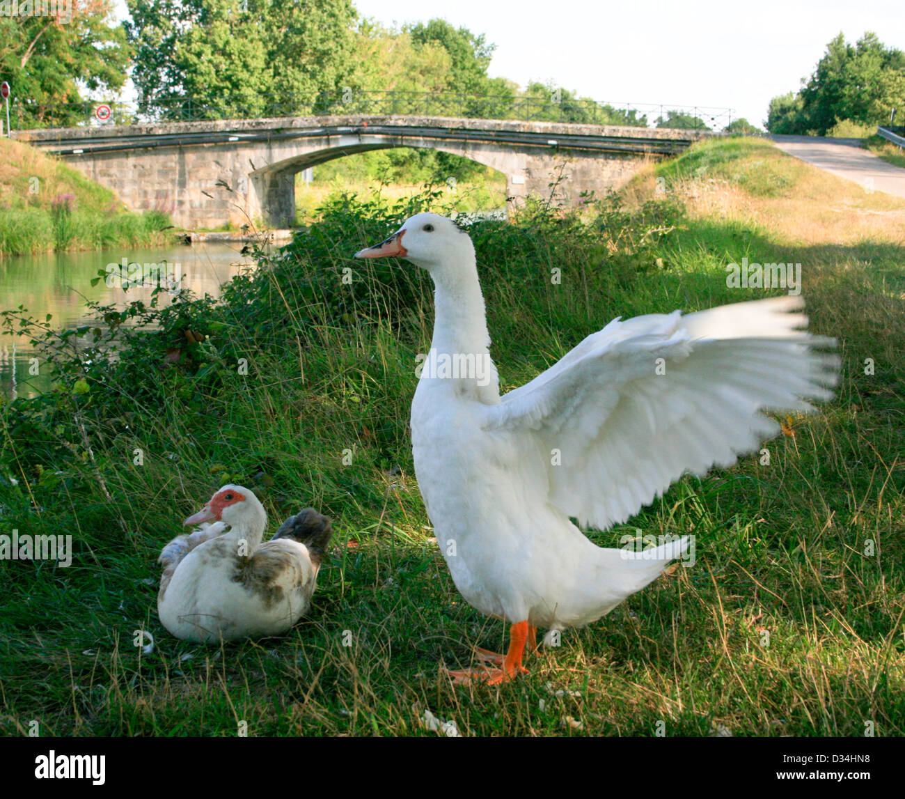 Deux canards blanc à côté de Canal latéral de la Garonne à Villeton ...