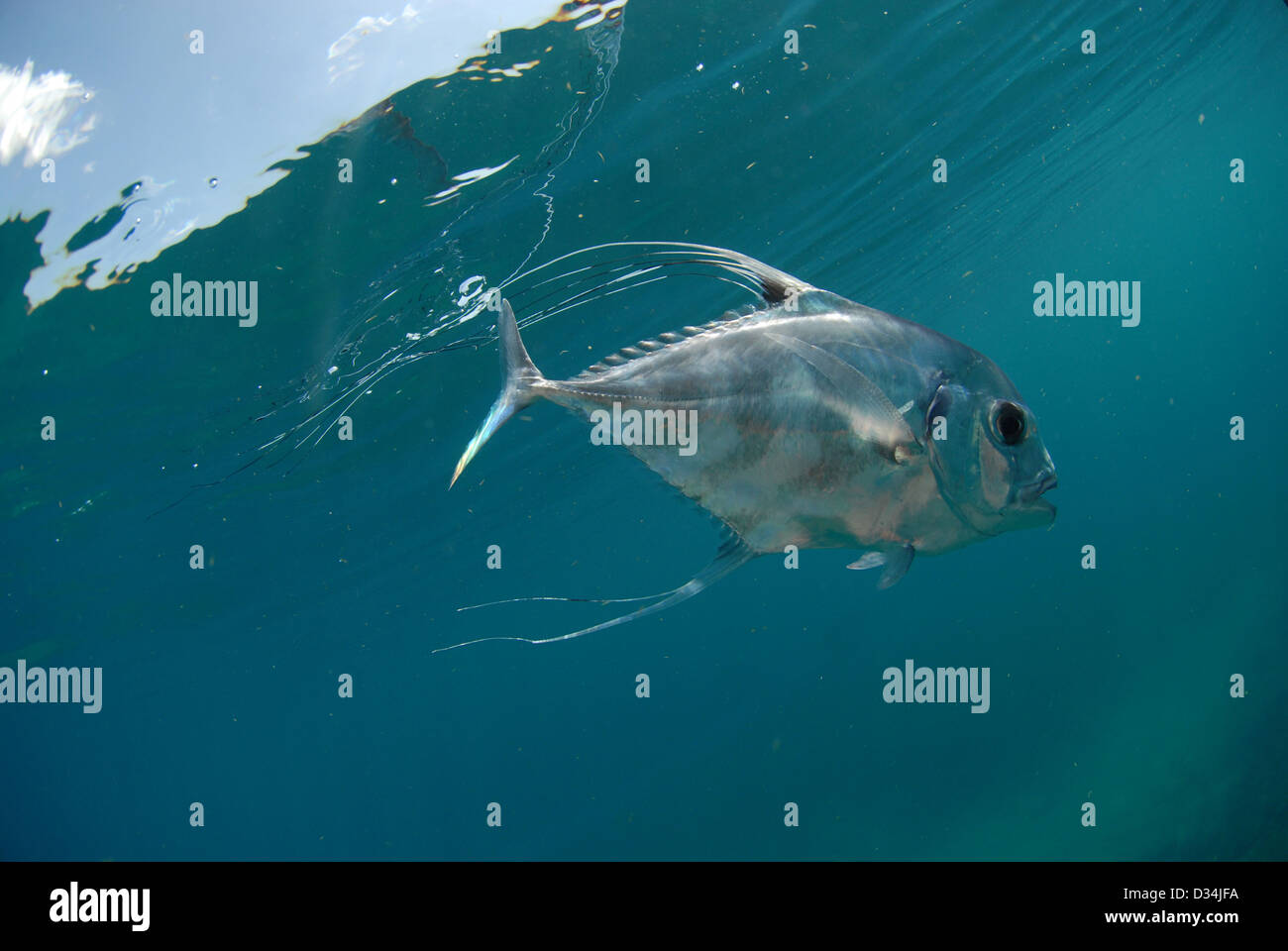Pompano fish Banque de photographies et d’images à haute résolution - Alamy