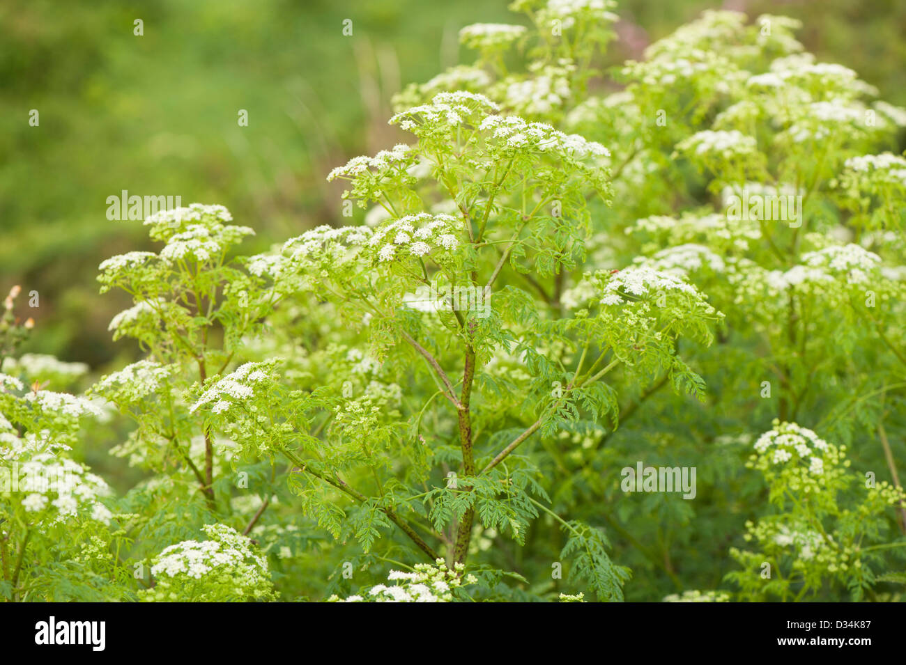 Hemlock conium maculatum plant Banque de photographies et d’images à ...
