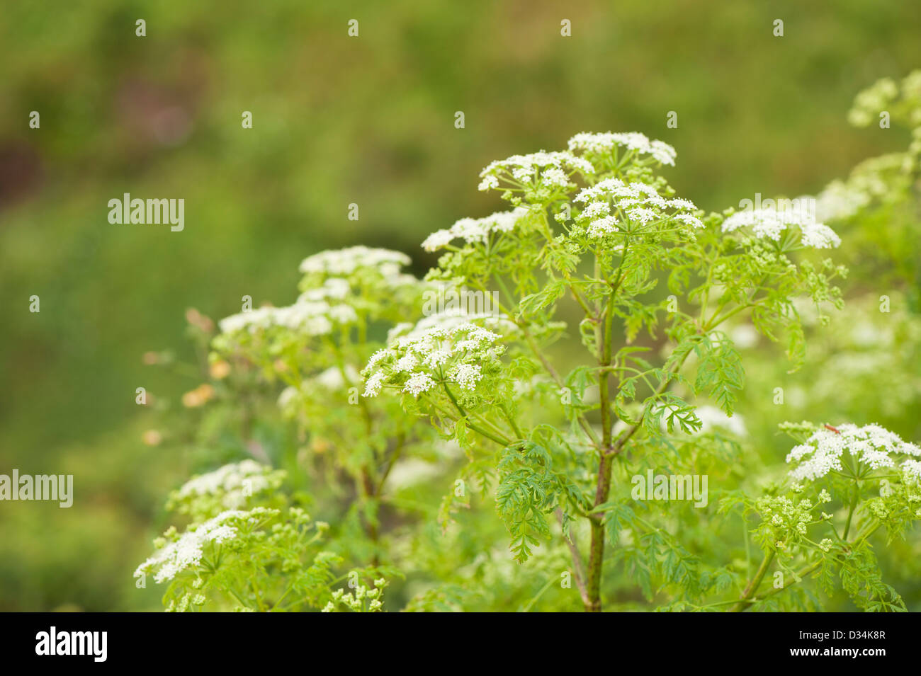 Conium maculatum apiaceae Banque de photographies et d’images à haute ...