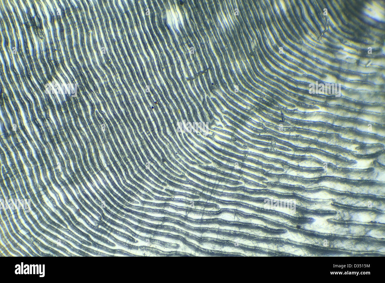 Microscope fish scales Banque de photographies et d’images à haute ...