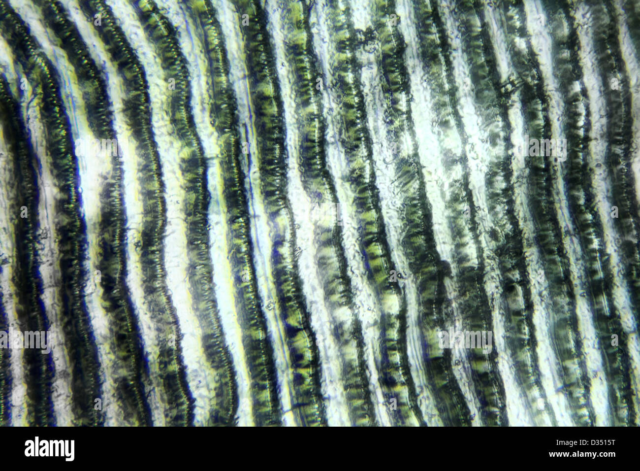 Microscope fish scales Banque de photographies et d’images à haute ...