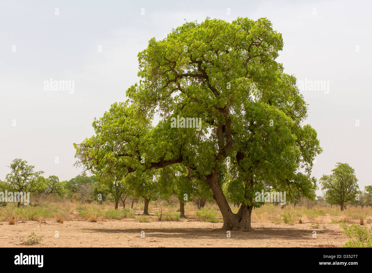 Yako, Burkina Faso, Mai 2012 : l'arbre de karité Photo Stock - Alamy