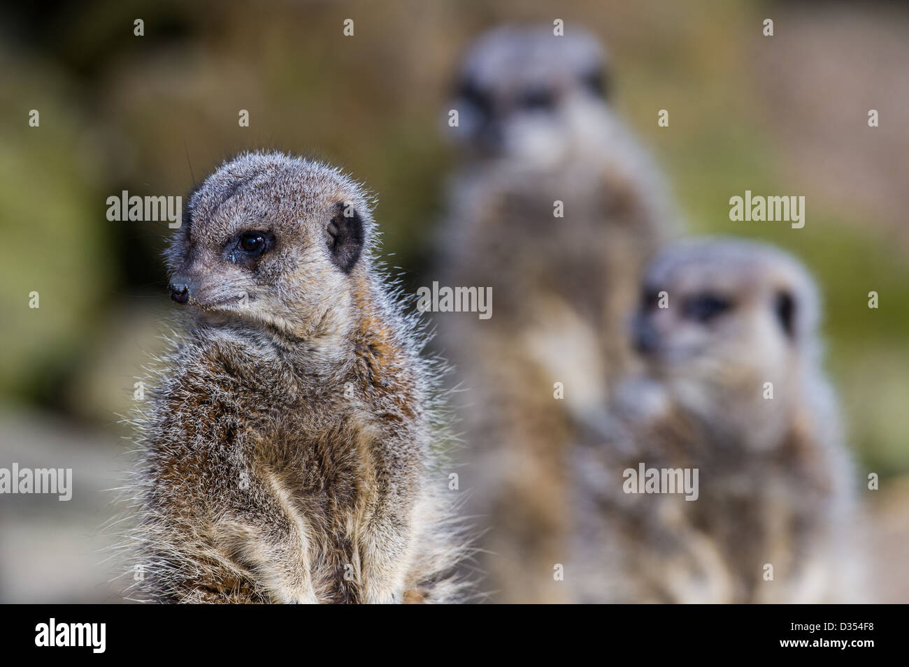 Trois suricates Banque de photographies et d’images à haute résolution ...