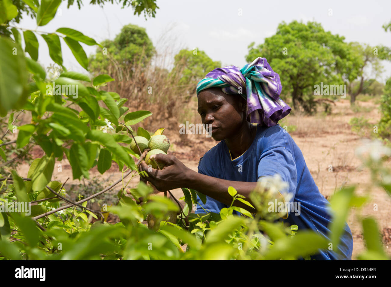 African woman picking fruit in Banque de photographies et d’images à ...