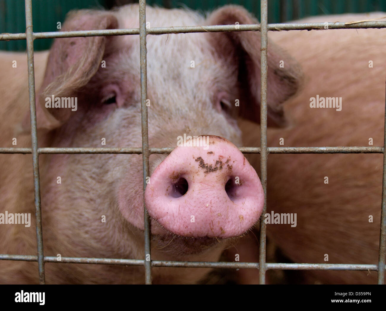 Groin Cochon Banque d'image et photos - Alamy