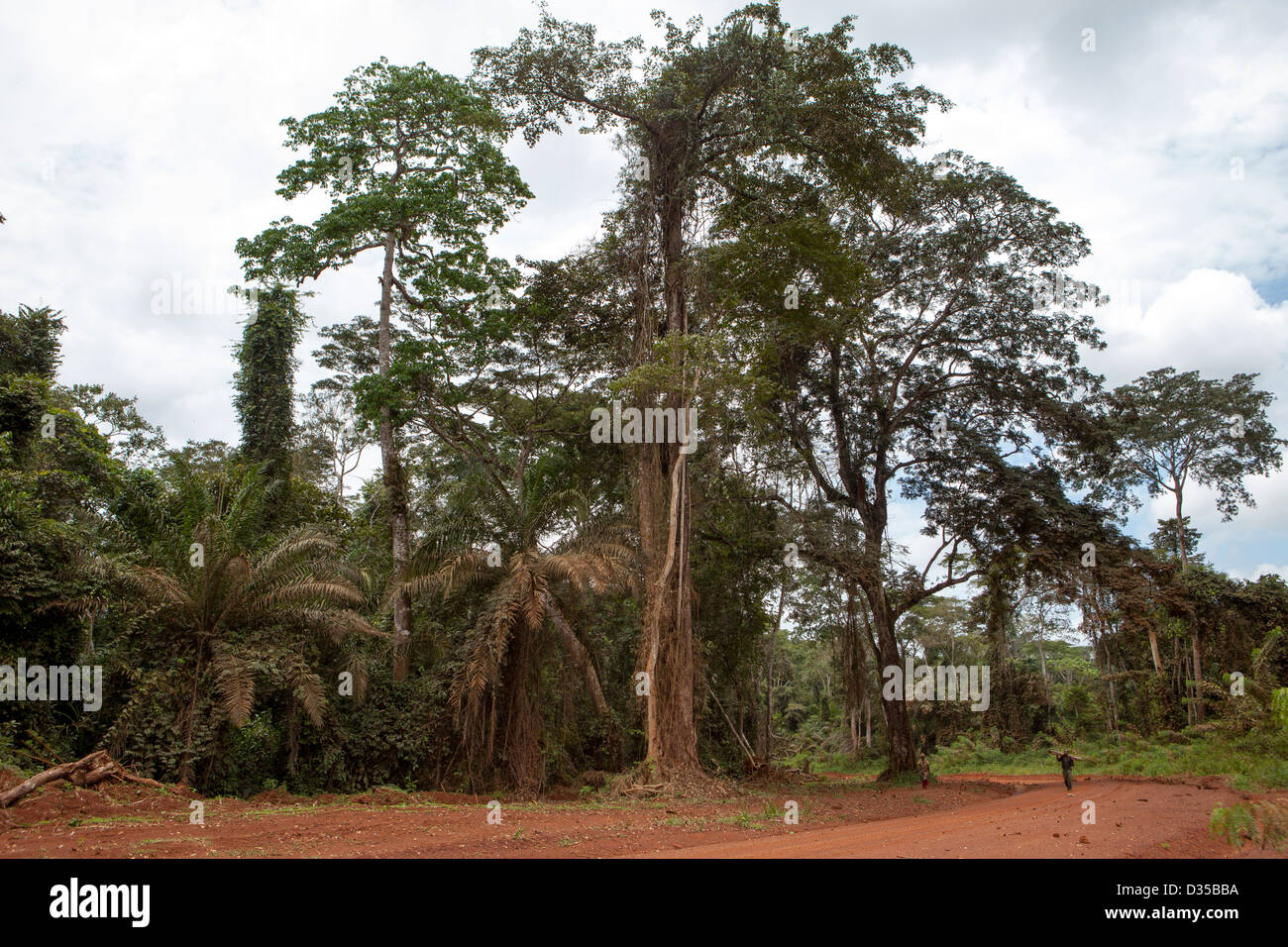 Congo rainforest brazzaville Banque de photographies et d’images à ...