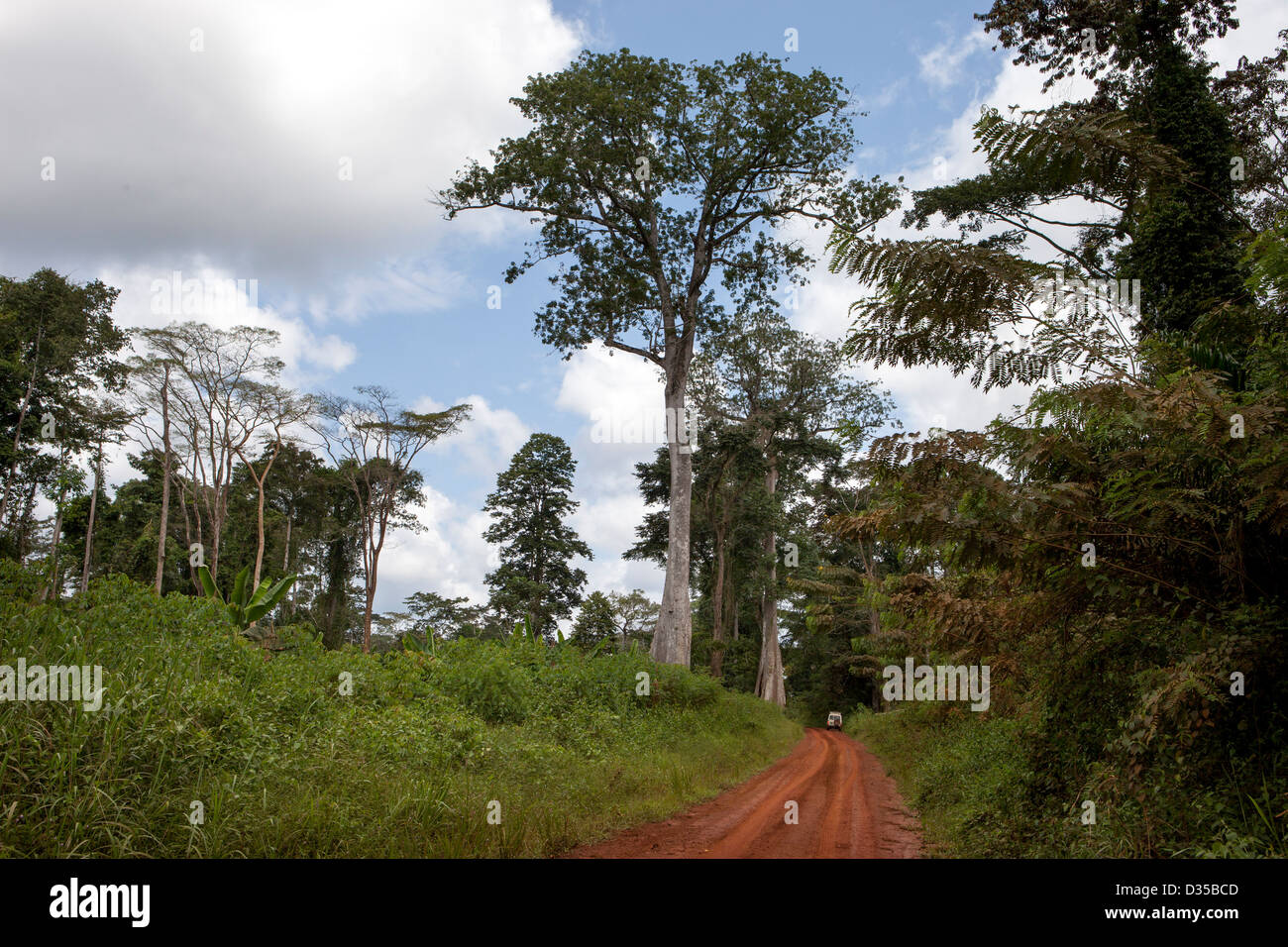 Congo rainforest brazzaville Banque de photographies et d’images à ...