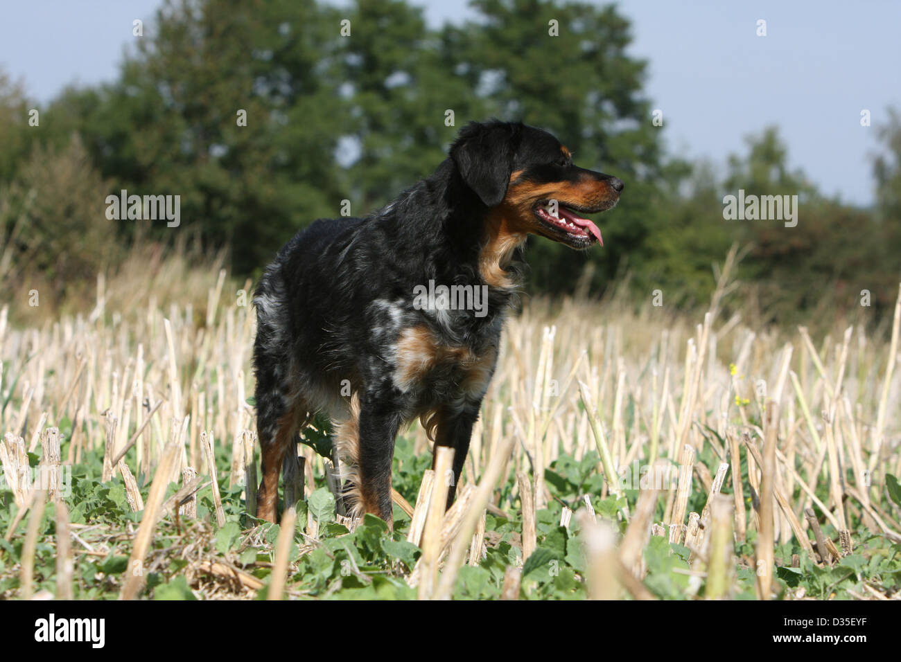 Chien Épagneul Breton / adultes l'Epagneul Breton tricolore (noir ... Chien Épagneul Breton / adultes l'Epagneul Breton tricolore (noir ...