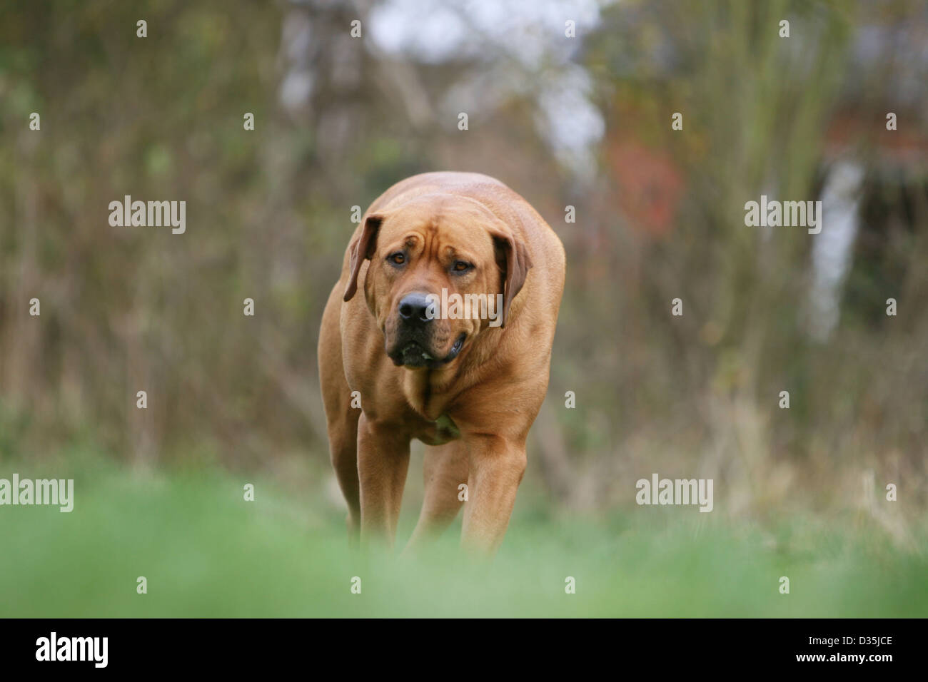 Chien Tosa Inu / Mastiff japonais des profils d'exécution dans un pré ...
