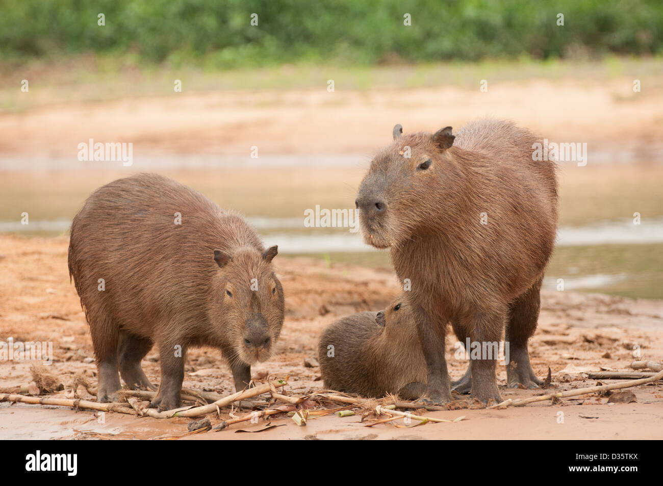 Capybara on beach Banque de photographies et d’images à haute ...