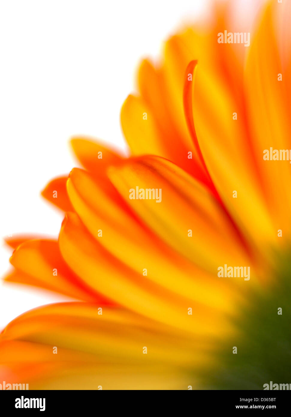 Pétales aux pointes vertes Banque de photographies et d’images à haute ...