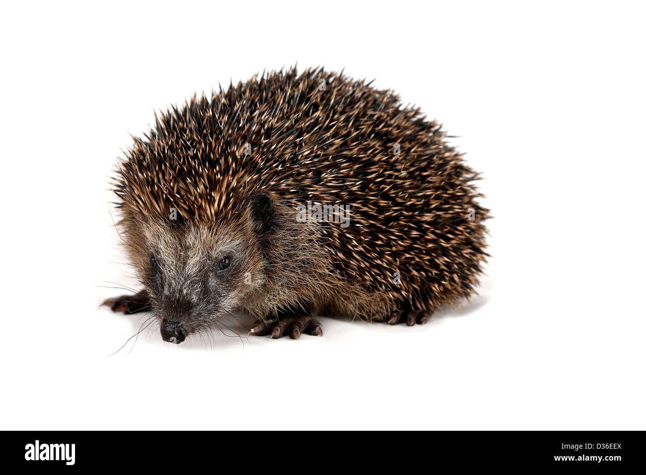 Hedgehog leg Banque d'images détourées - Alamy