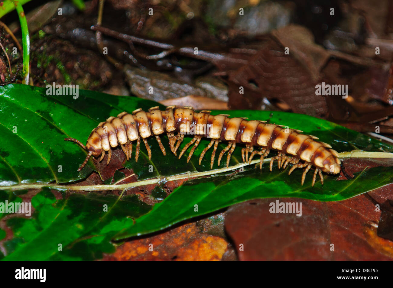 Nyssodesmus python Banque de photographies et d’images à haute résolution - Alamy