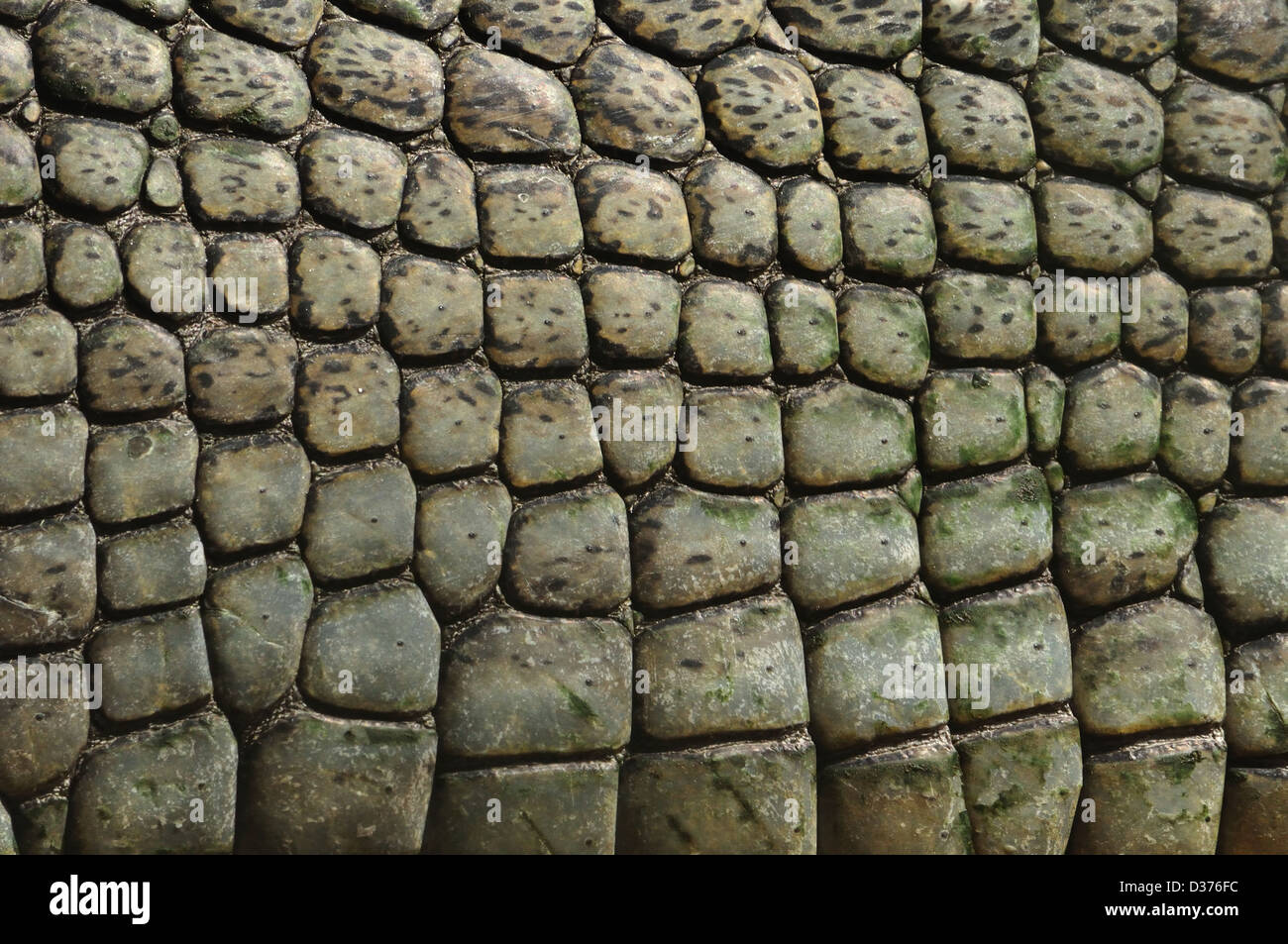 Écailles de crocodile gavial Photo Stock - Alamy