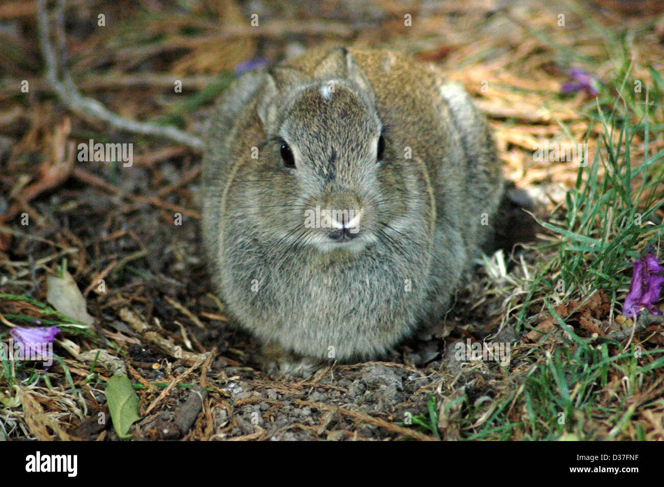 Lapin et fleurs sauvages Banque de photographies et d’images à haute résolution - Alamy