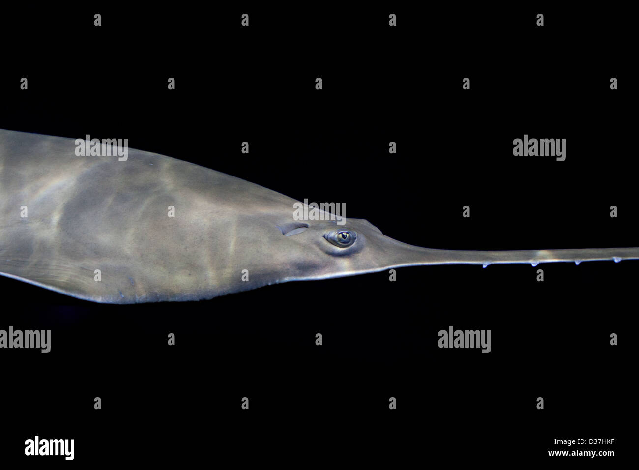 Poisson scie Banque de photographies et d’images à haute résolution - Alamy