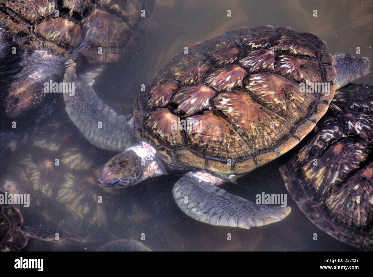 Tortue verte du Pacifique aka Tortue verte ou Tortue verte ou Chelonia ...