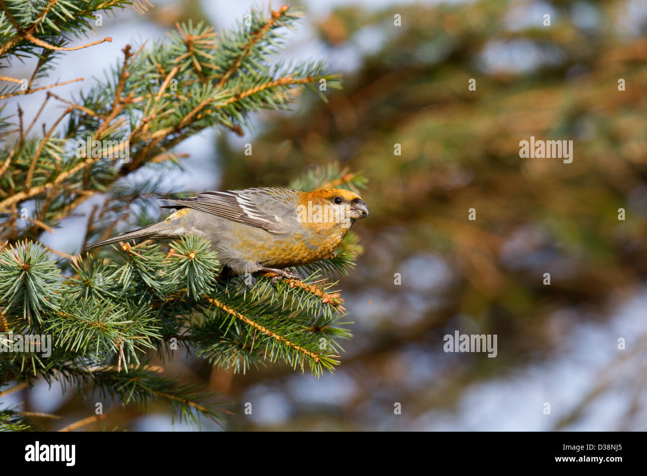Pinicola enucleator Banque de photographies et d’images à haute ...