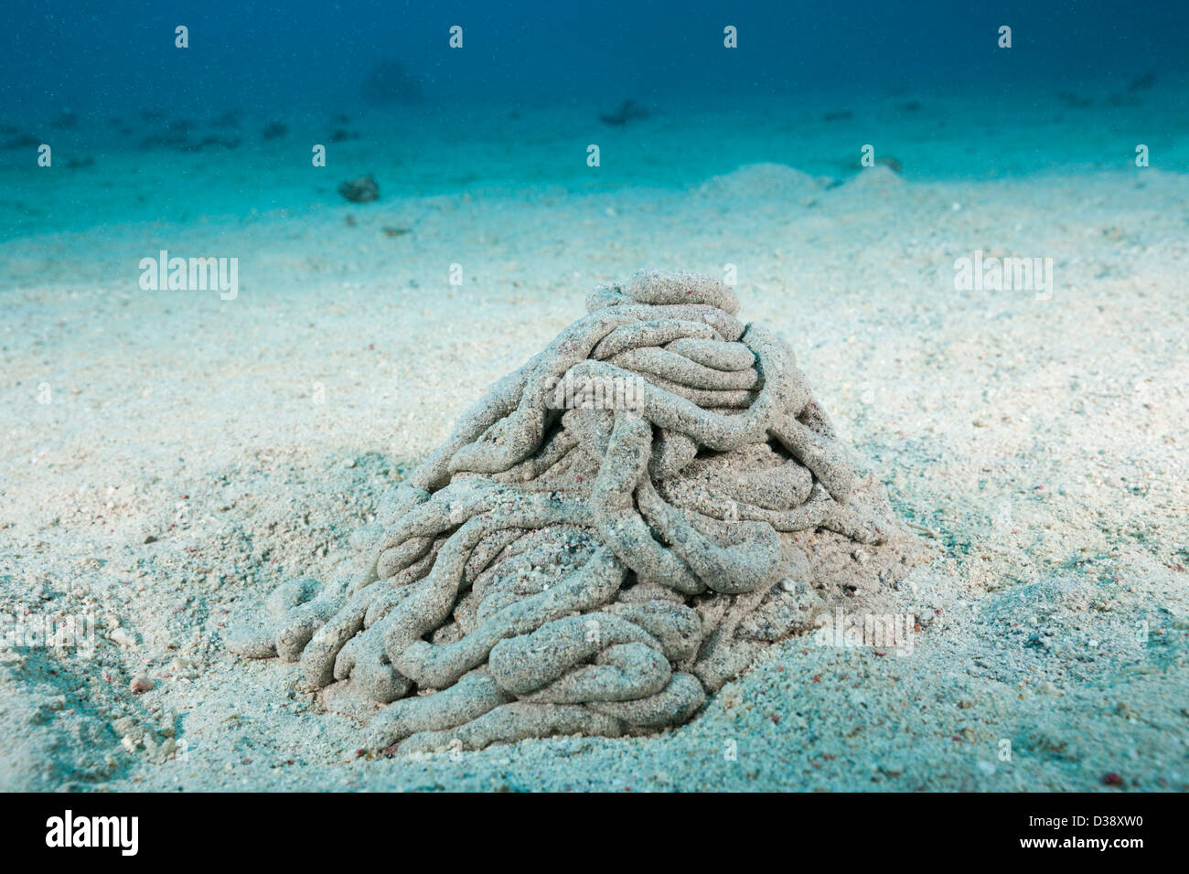 Cocombre de mer Banque de photographies et d’images à haute résolution ...