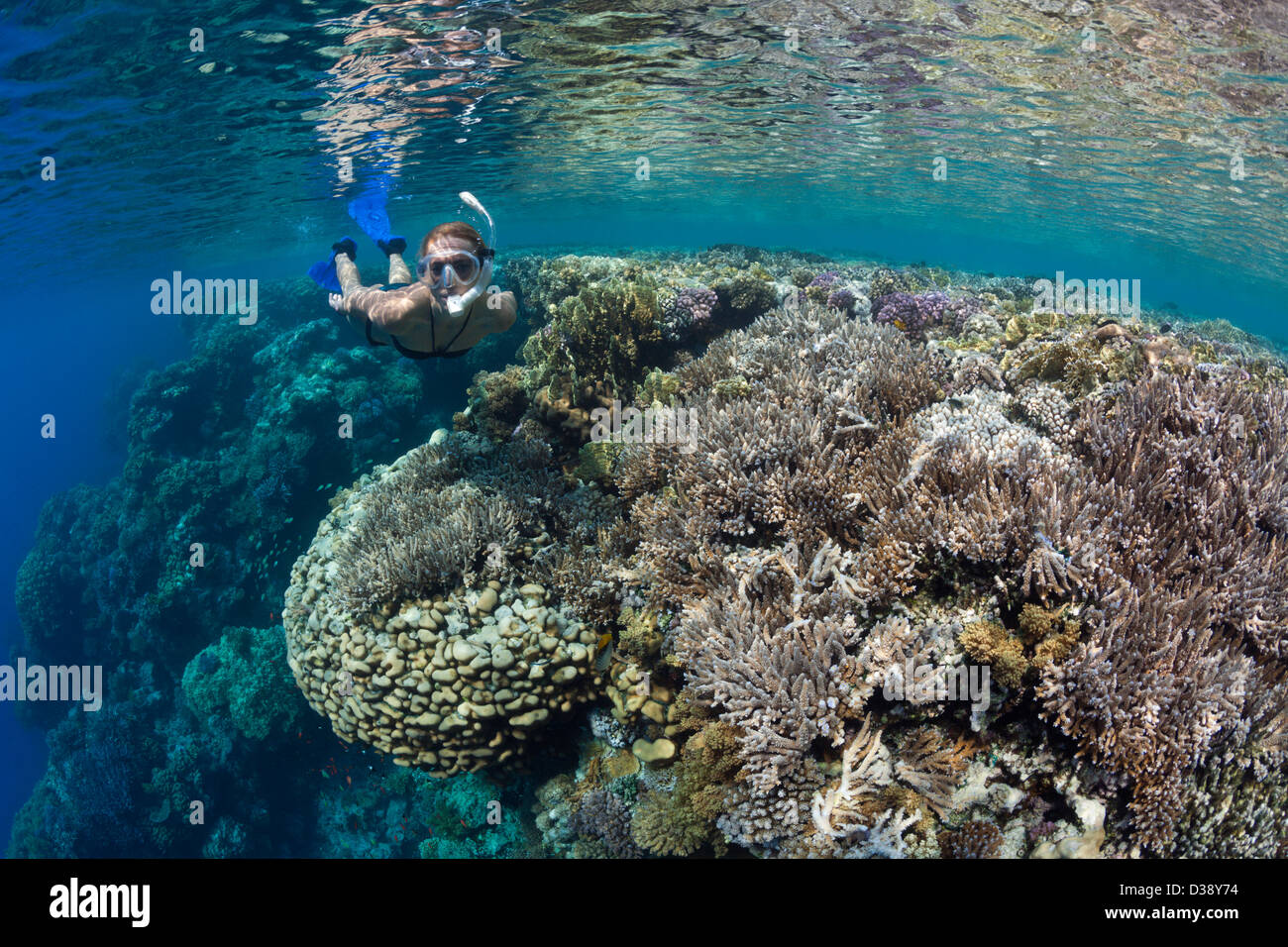 La plongée en Mer Rouge, Zabargad, Red Sea, Egypt Photo Stock - Alamy