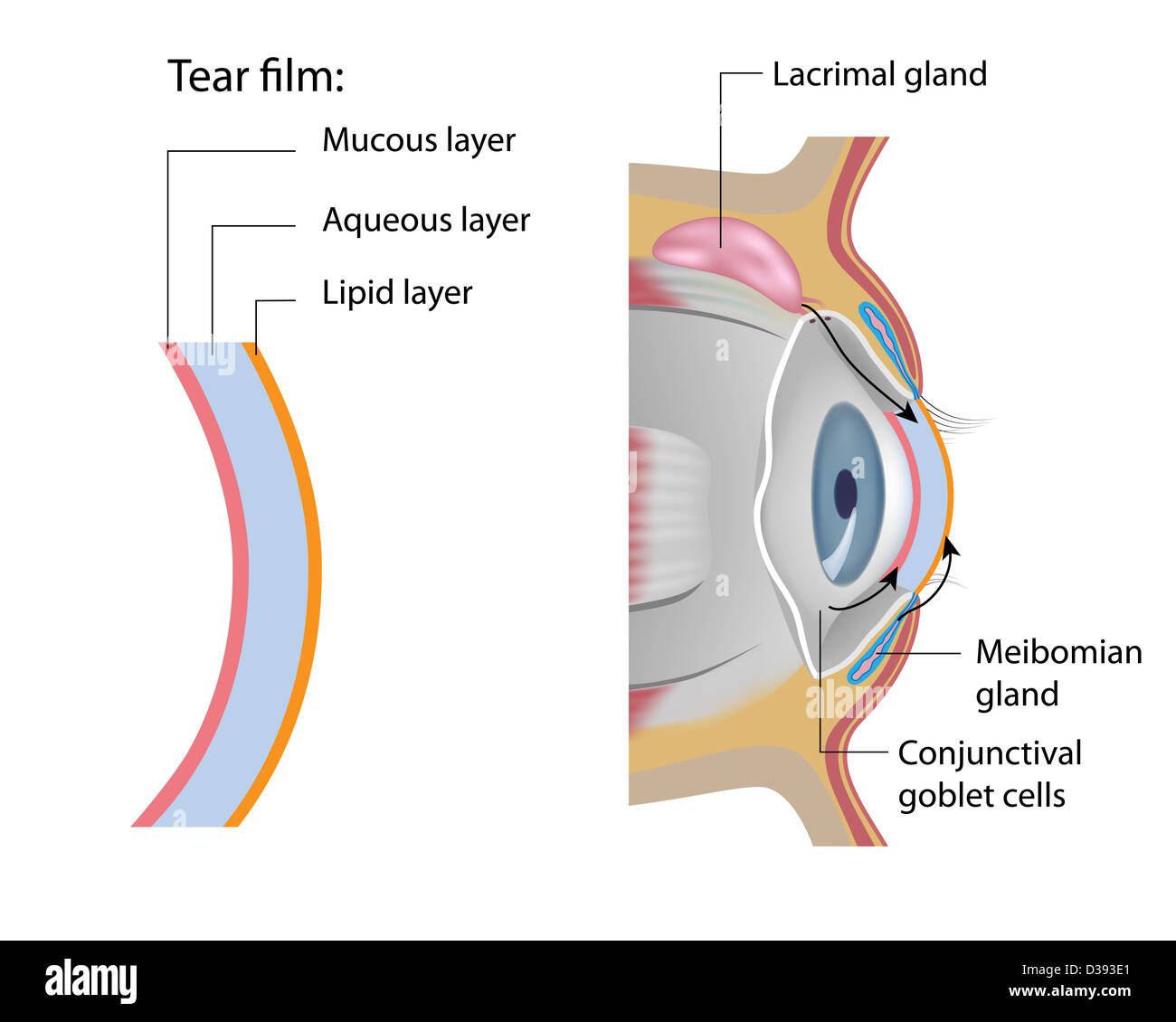 Glande lacrymale Banque de photographies et d’images à haute résolution ...