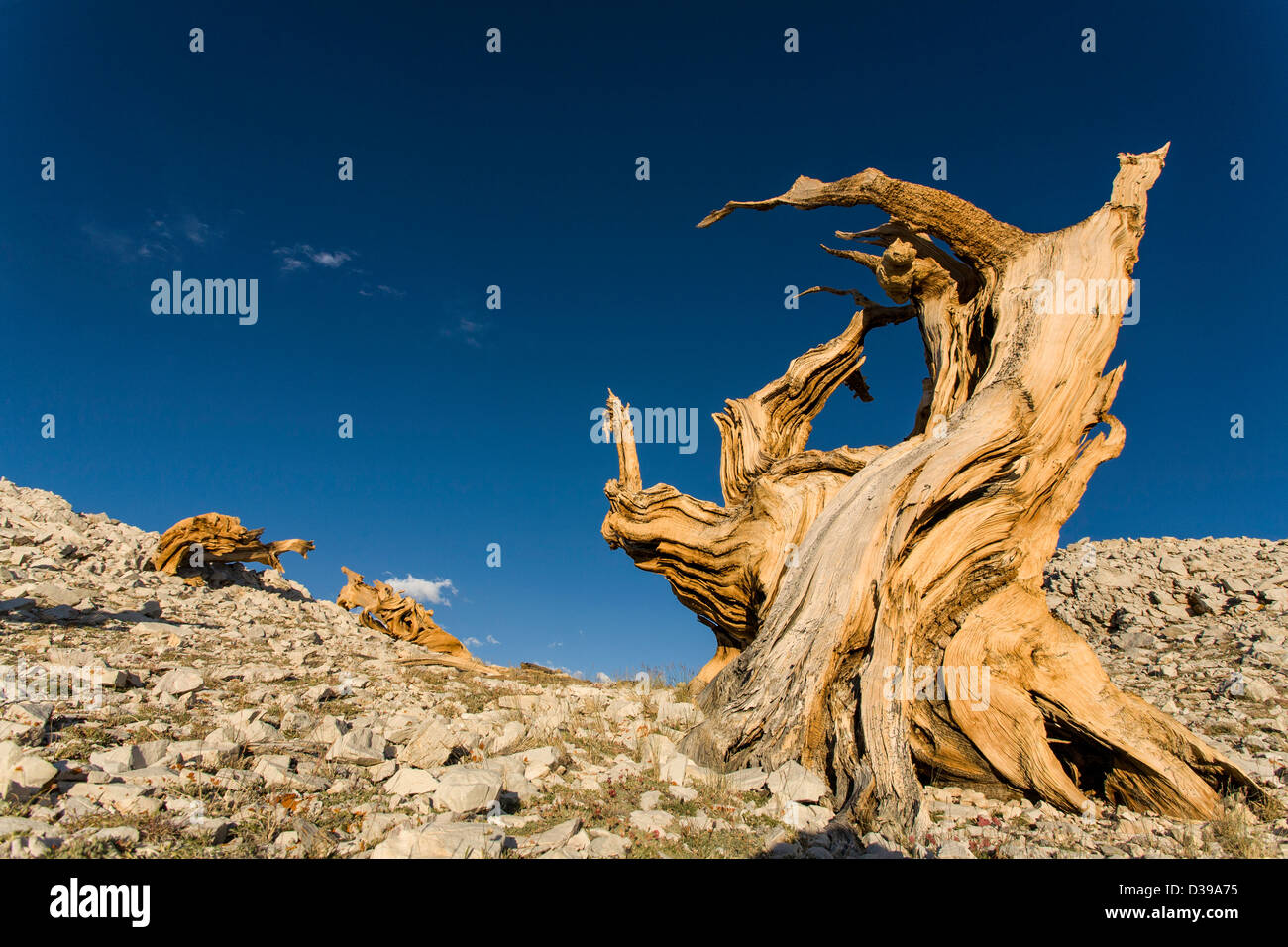 Pin bristlecone pinus longaeva Banque de photographies et d’images à ...