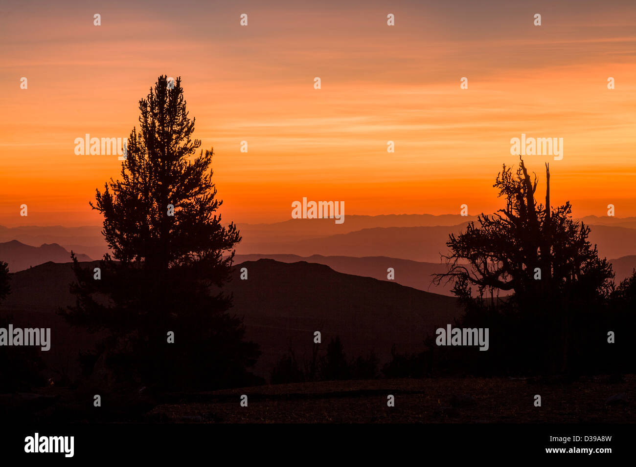 Pin bristlecone pinus longaeva Banque de photographies et d’images à ...