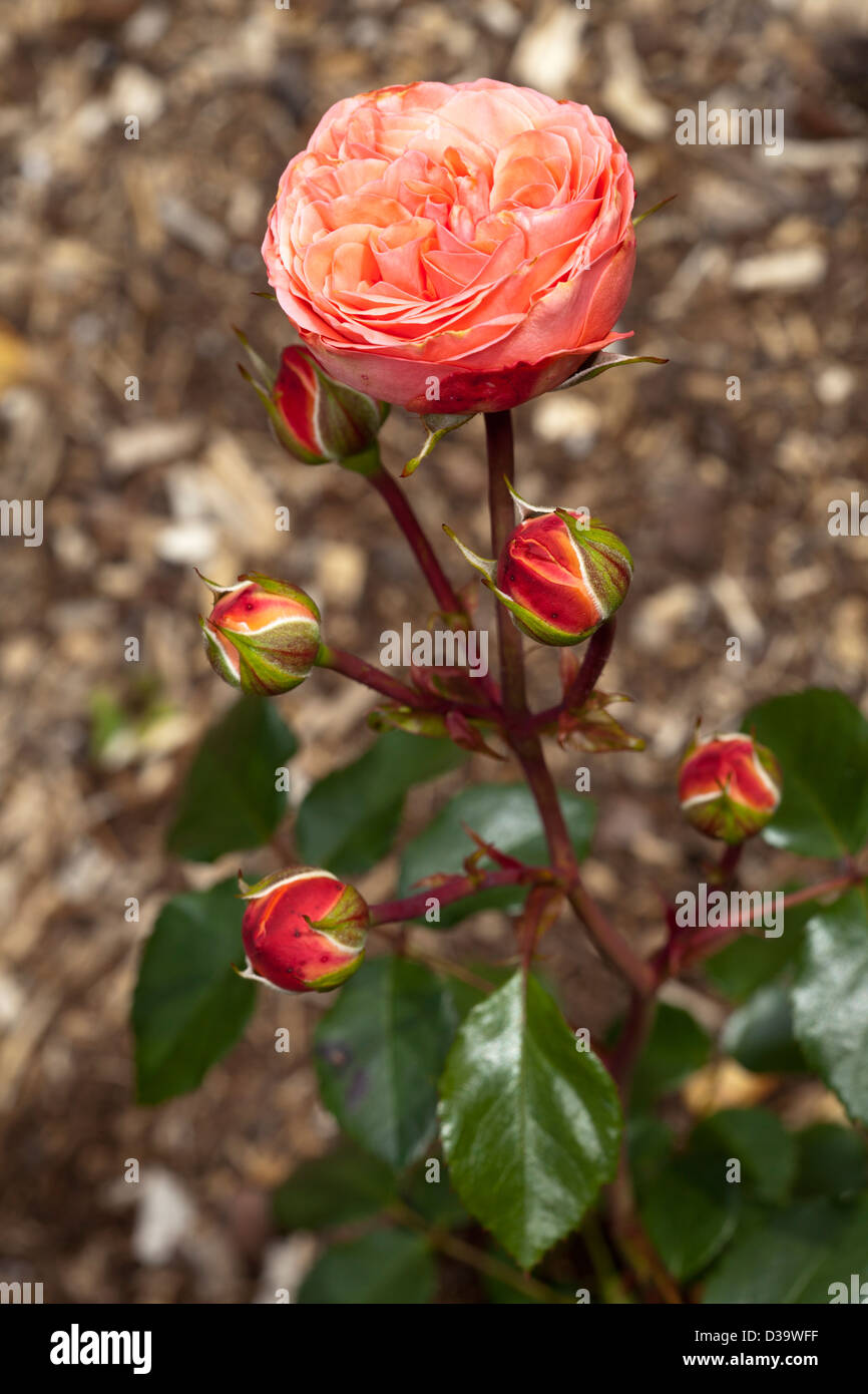 Orange floribunda rose Banque de photographies et d’images à haute ...