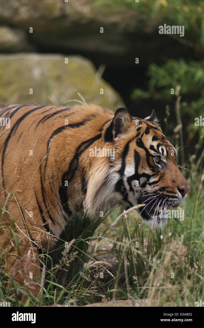 Les tigresses Banque de photographies et d’images à haute résolution ...