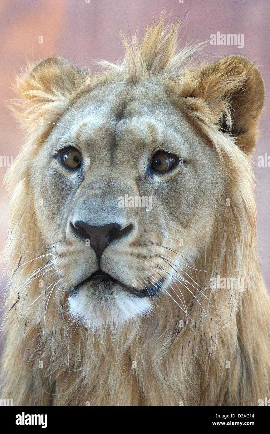 Lion louche Banque de photographies et d’images à haute résolution - Alamy