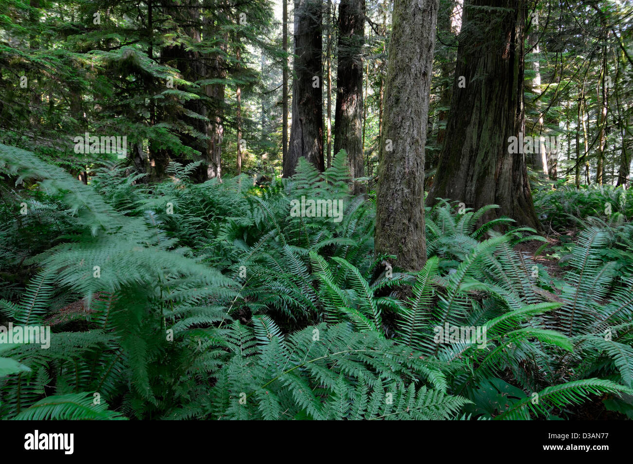 La forêt côtière ancienne forêt pluviale Cathedral Grove trail McMillan ...