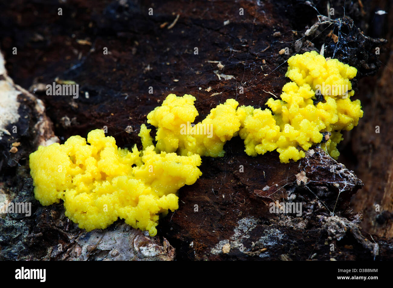 Le stade de plasmodium vomi du chien (Fuligo septica myxomycète var ...