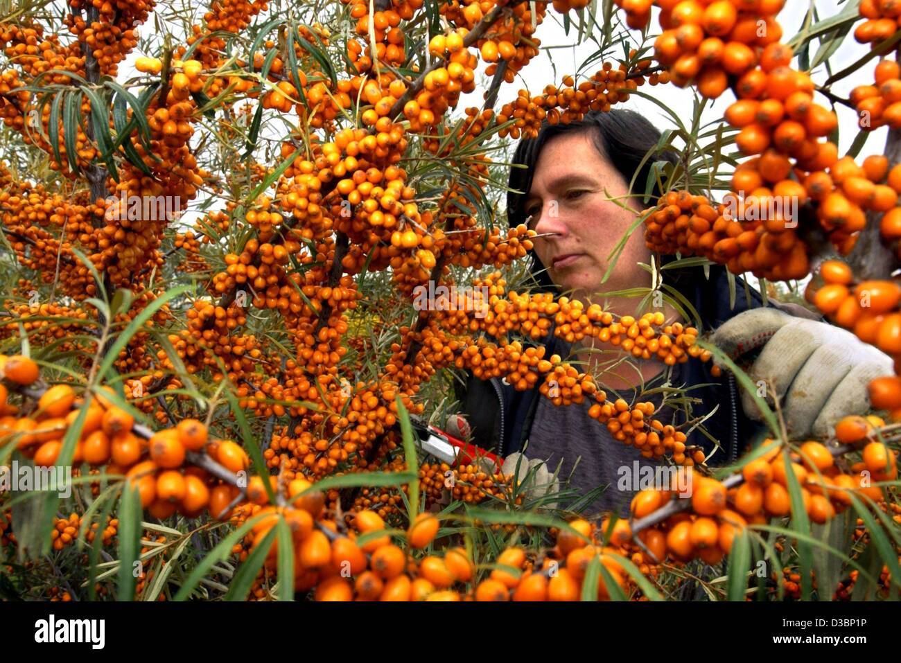 épines de citron Banque de photographies et d’images à haute résolution ...