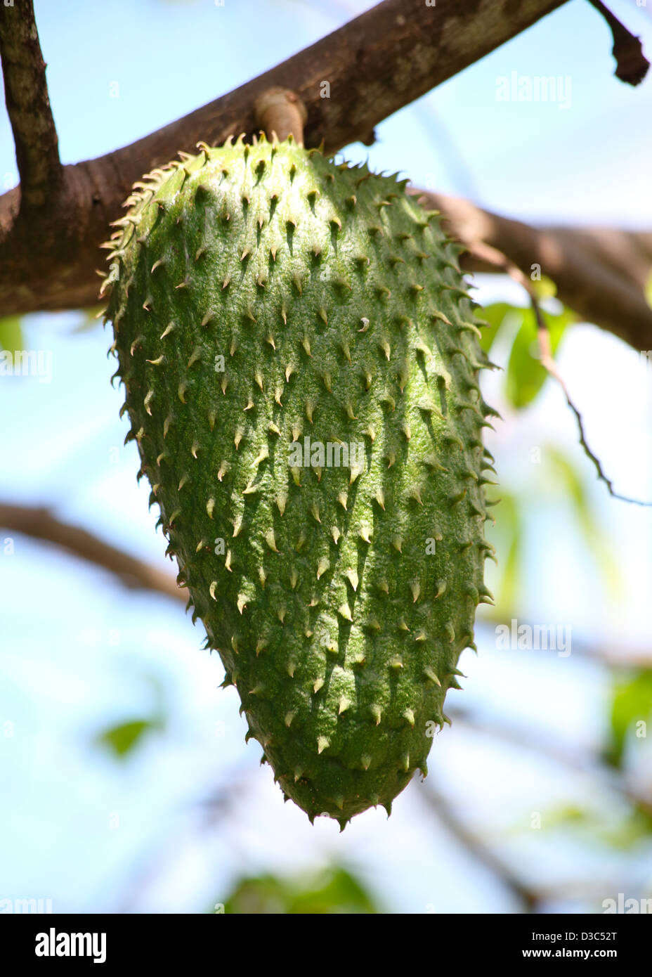 Le corossol Banque de photographies et d’images à haute résolution - Alamy