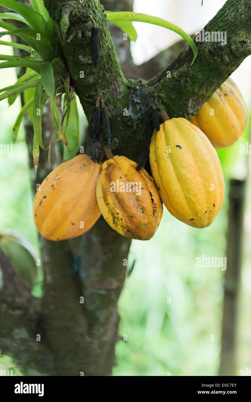Cabosse, cabosse de cacaoyer, Martinique, Petites Antilles, mer des ...