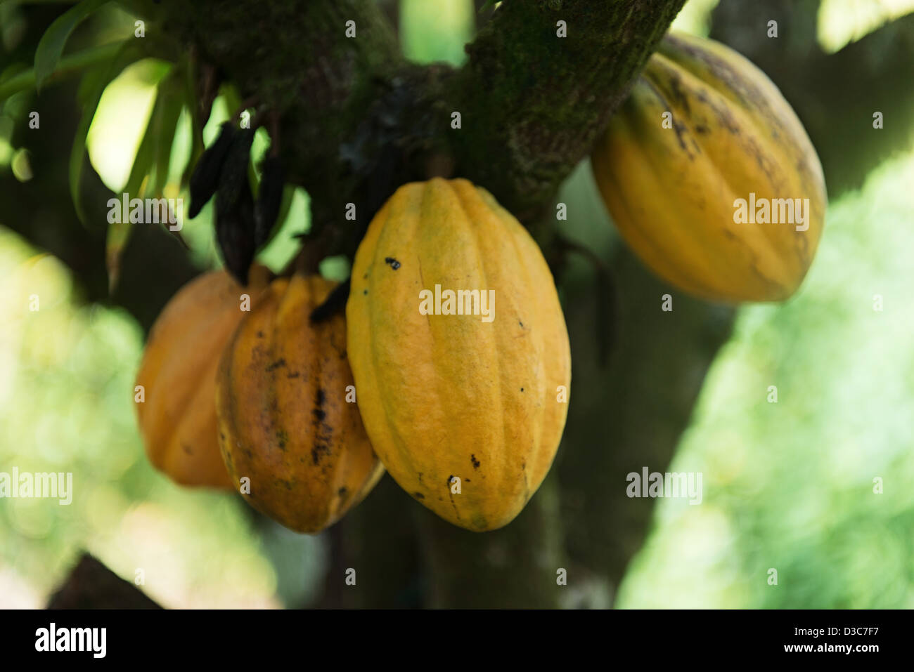Gousse de cacao Banque de photographies et d’images à haute résolution ...