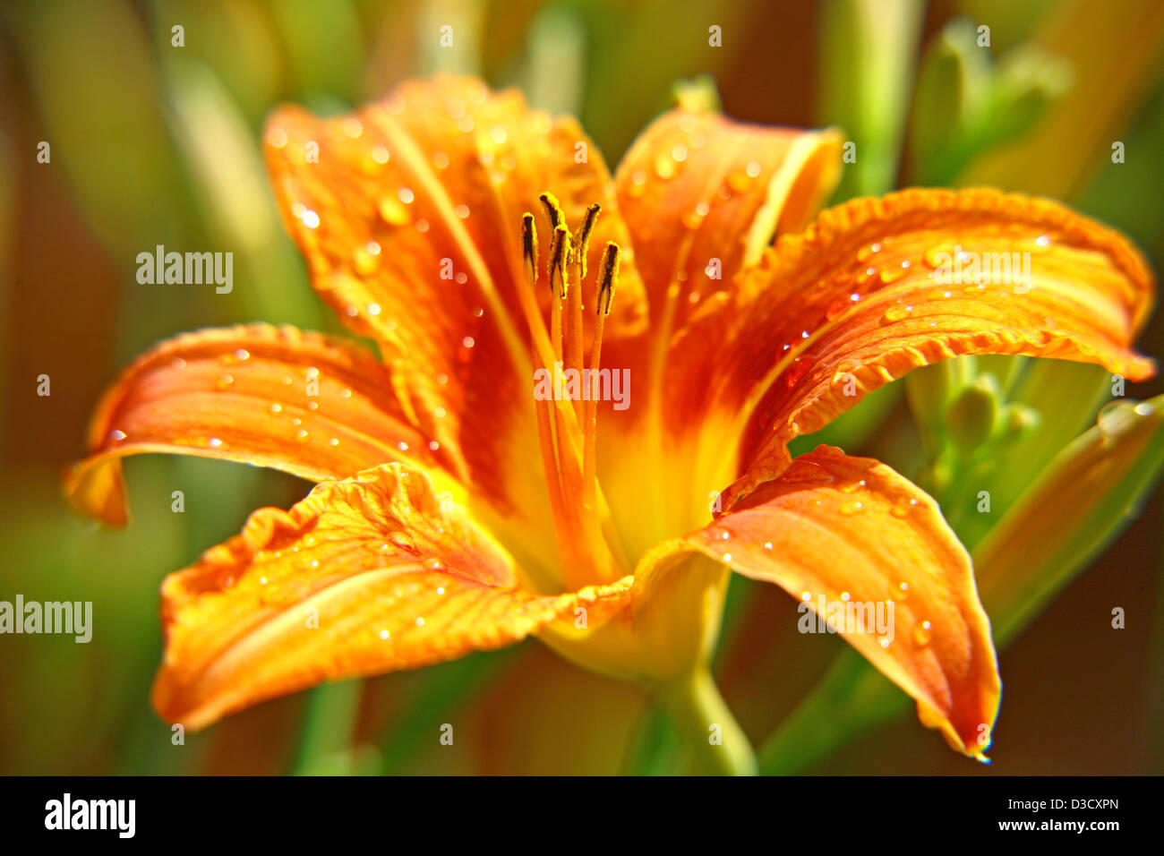 Lys de pluie jaune Banque de photographies et d’images à haute résolution - Alamy