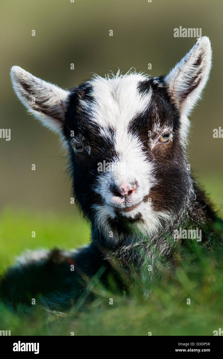 Goat kid Banque de photographies et d’images à haute résolution - Alamy