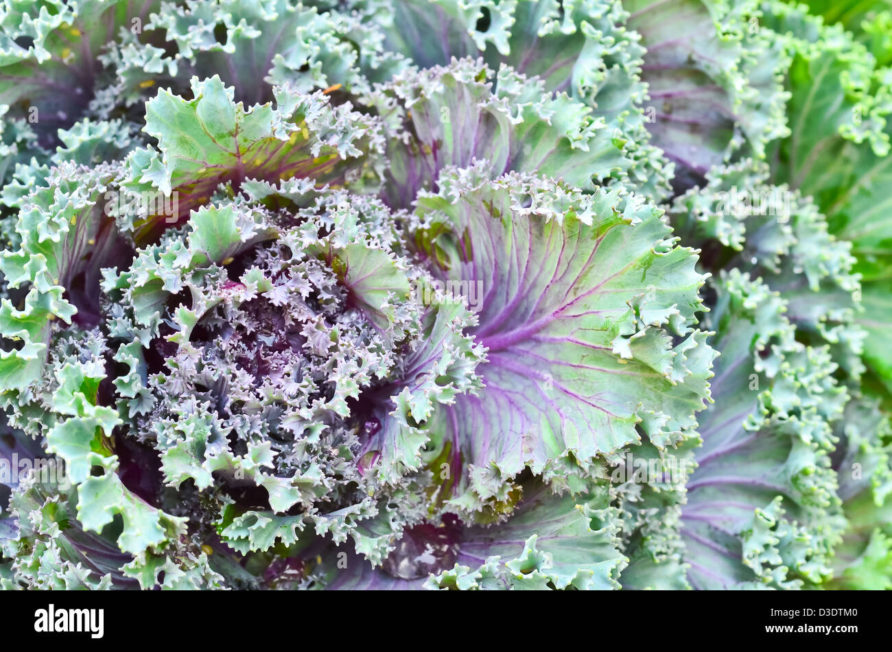 Fleur de chou violet Banque de photographies et d’images à haute ...
