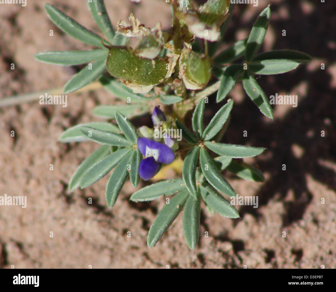 Lupin nain lupinus pusillus Banque de photographies et d’images à haute ...