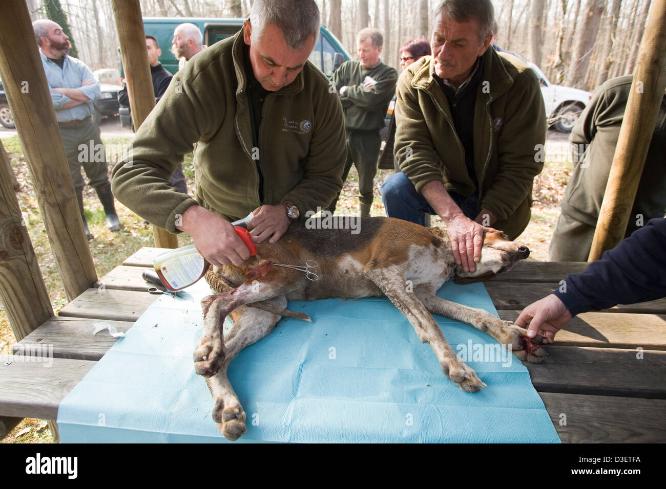 Sanglier mort route Banque de photographies et d’images à haute ...