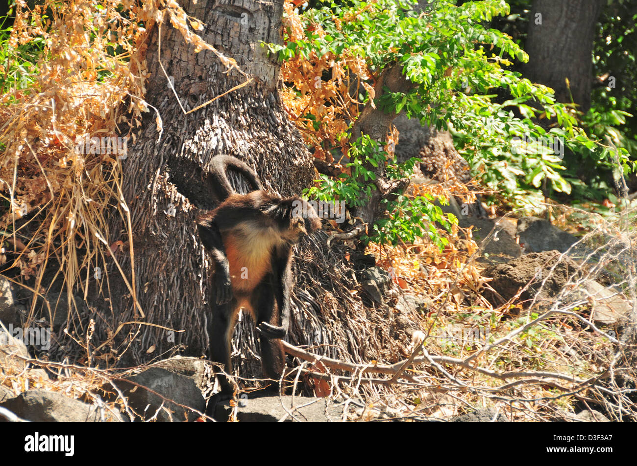 Singe-araignée sur une île du lac Nicaragua Photo Stock - Alamy