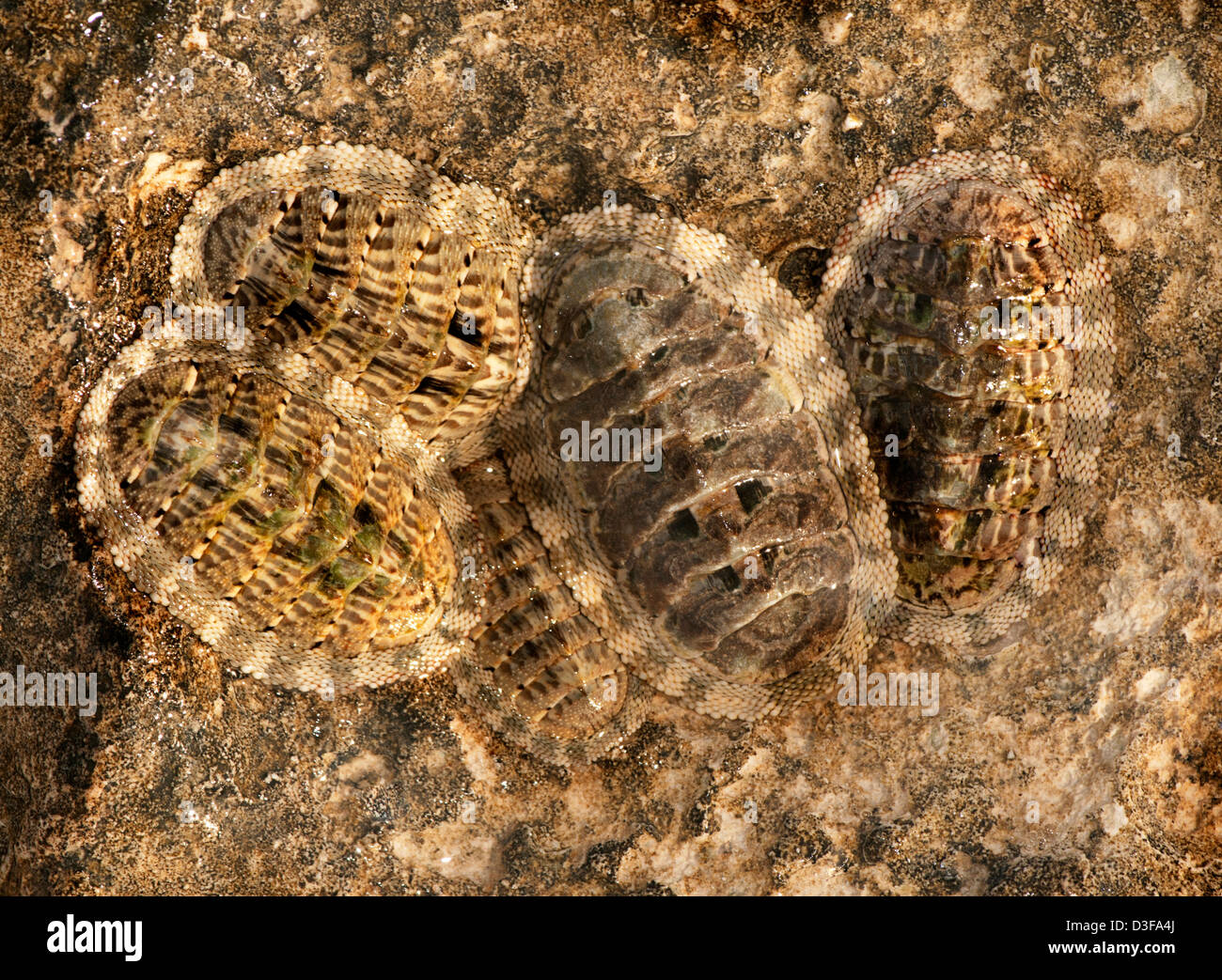 Mollusques marins Banque de photographies et d’images à haute ...
