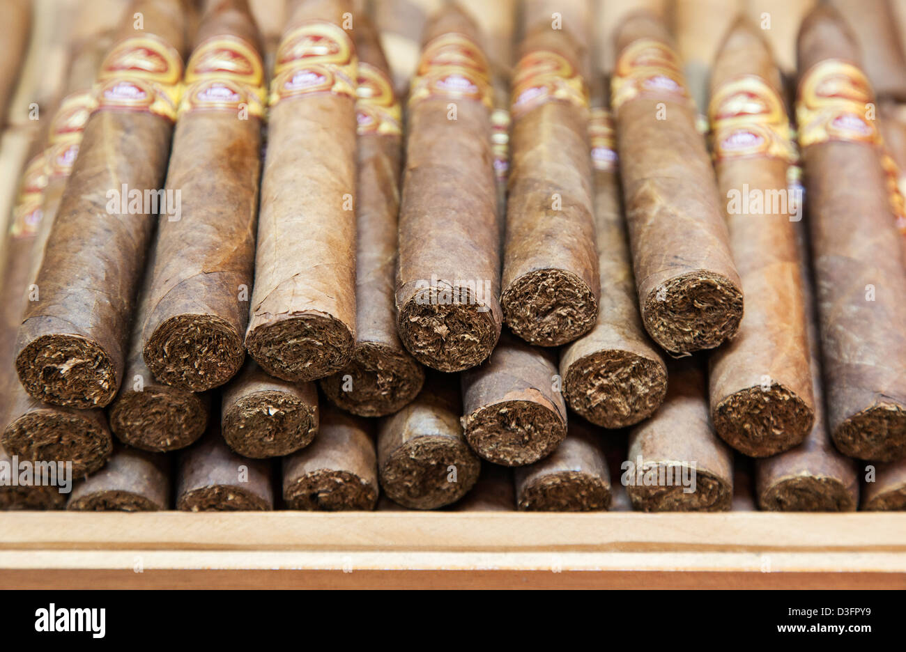 Tobacco for cigars Banque de photographies et d’images à haute ...