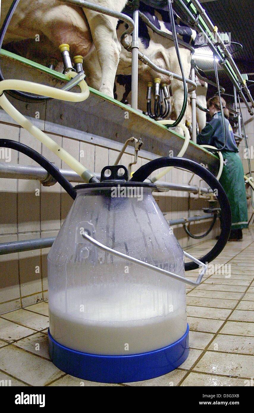 (Afp) - Une machine à traire les vaches à lait dans une ferme ...