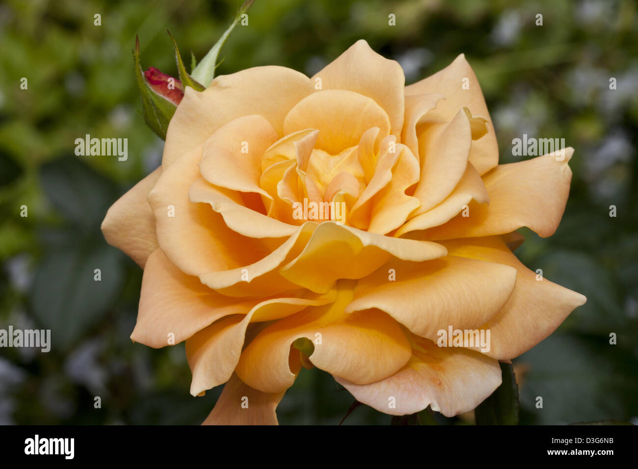 Orange floribunda rose Banque de photographies et d’images à haute ...