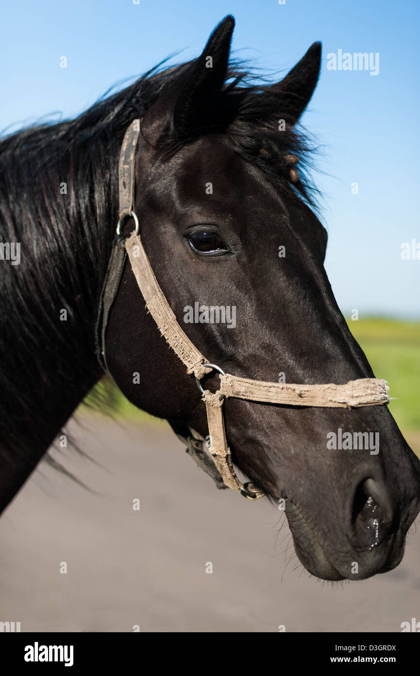 Cheval tete Banque de photographies et d’images à haute résolution - Alamy