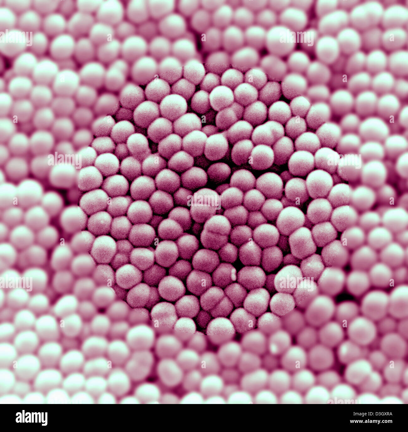 Neisseria meningitidis gram Banque de photographies et d’images à haute ...